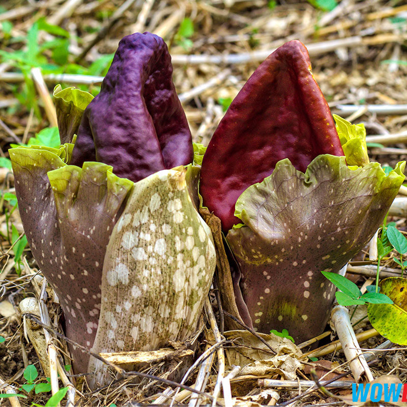 Pungapong (Elephant Foot Yam) | WOWBatangas.com - Ang Official Website ...