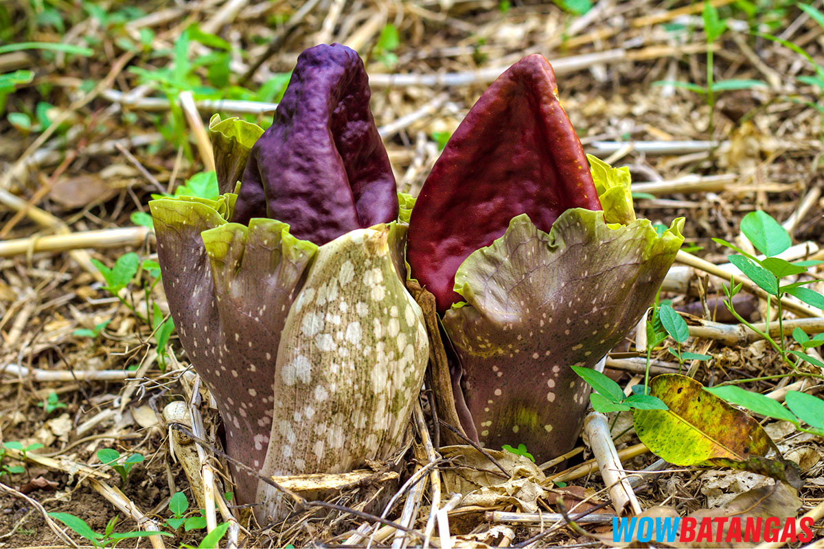 Pungapong (Elephant Foot Yam) | WOWBatangas.com - Ang Official Website ...