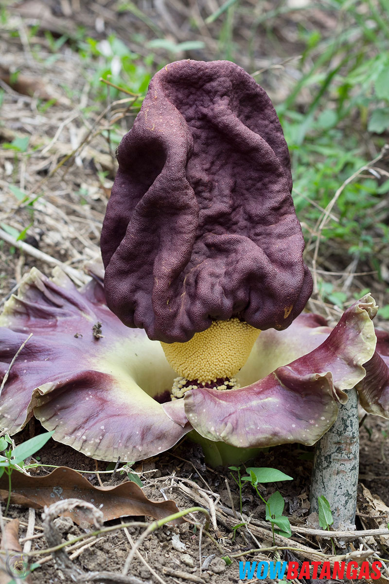 Pungapong (Elephant Foot Yam) | WOWBatangas.com - Ang Official Website ...