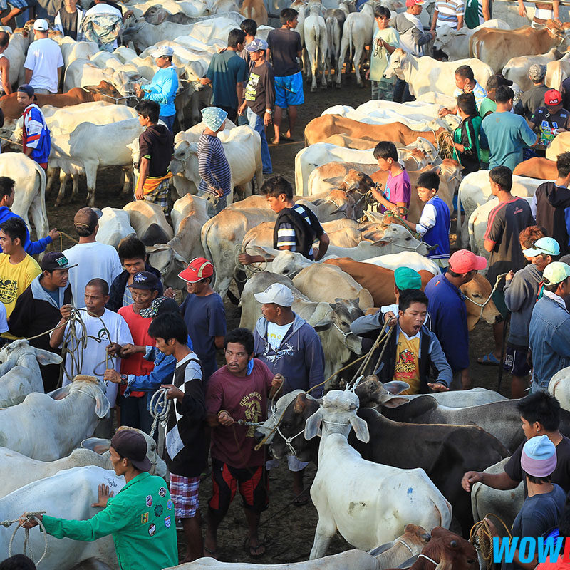 Cattle Trading ng Padre Garcia, Batangas | WOWBatangas.com - Ang ...