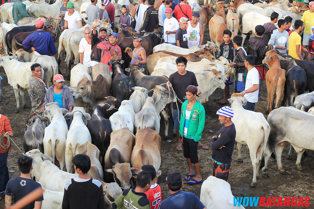 Cattle Trading ng Padre Garcia, Batangas | WOWBatangas.com - Ang ...
