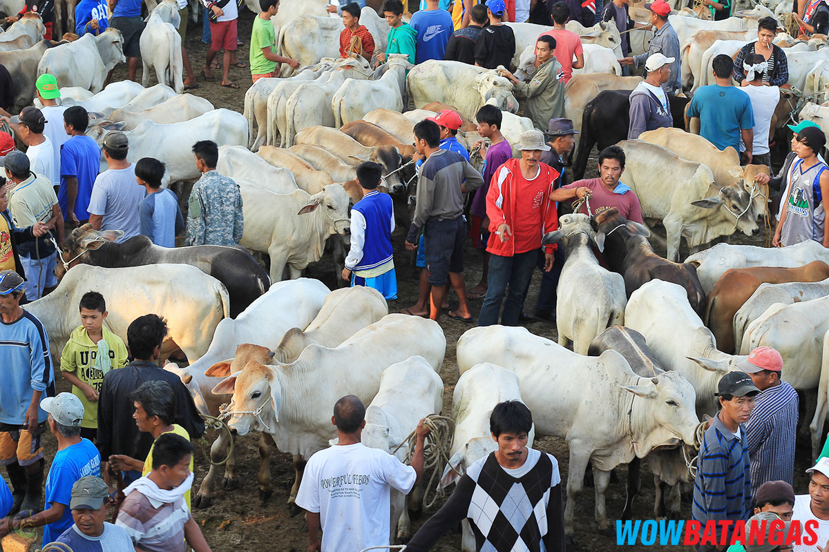 Cattle Trading ng Padre Garcia, Batangas | WOWBatangas.com - Ang ...