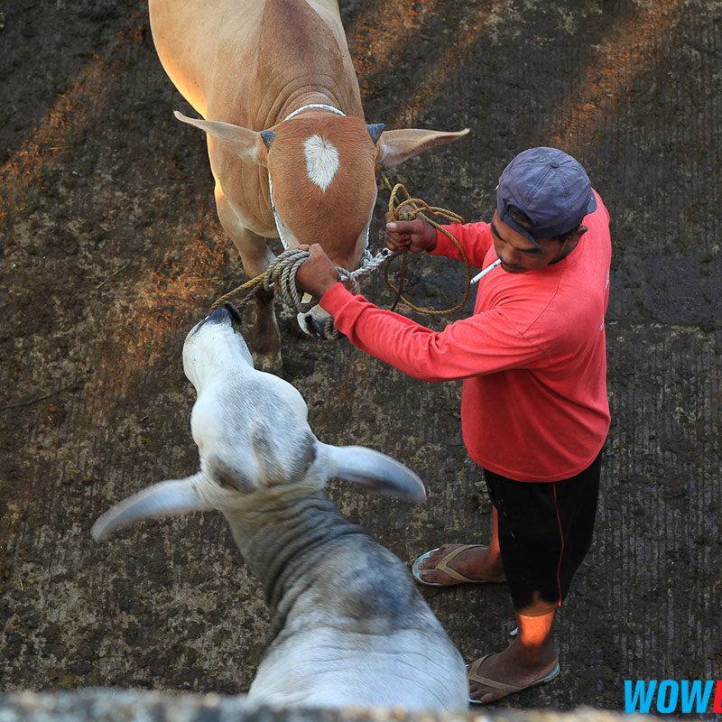 Cattle Trading ng Padre Garcia, Batangas | WOWBatangas.com - Ang ...