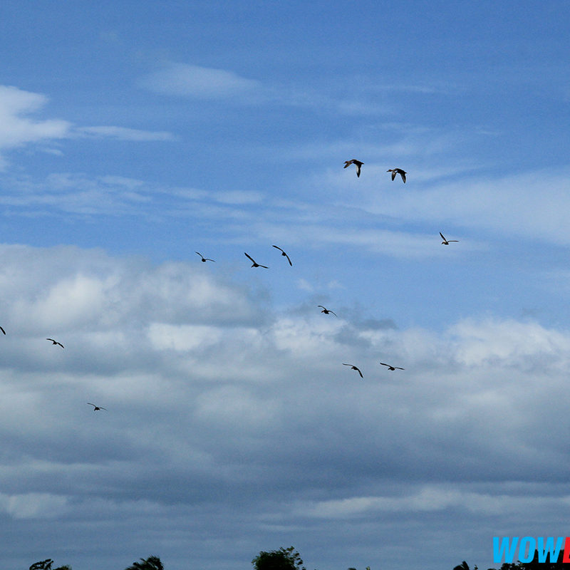 Wild Birds sa San Juan, Batangas | WOWBatangas.com - Ang Official ...