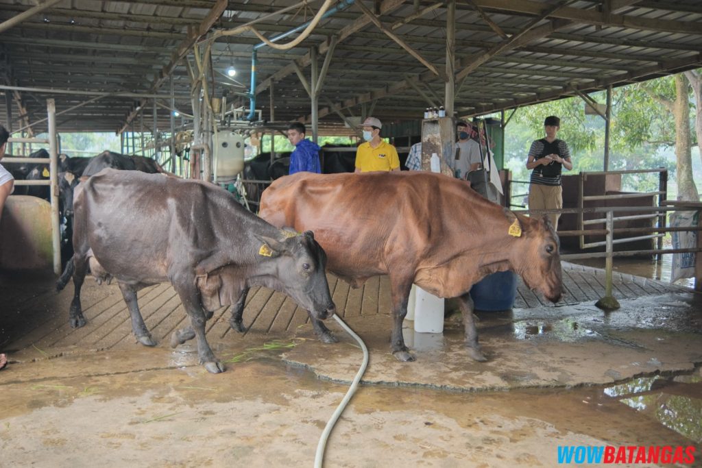 BADACO: Tulay ng Teknolohiya, Agrikultura at Komersyo | WOWBatangas.com ...