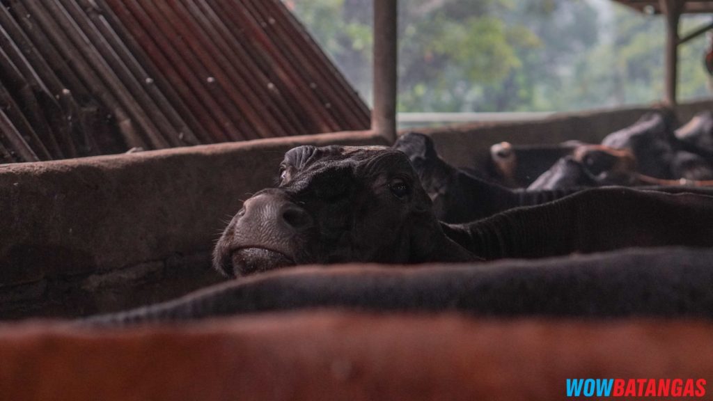 BADACO: Tulay ng Teknolohiya, Agrikultura at Komersyo | WOWBatangas.com ...