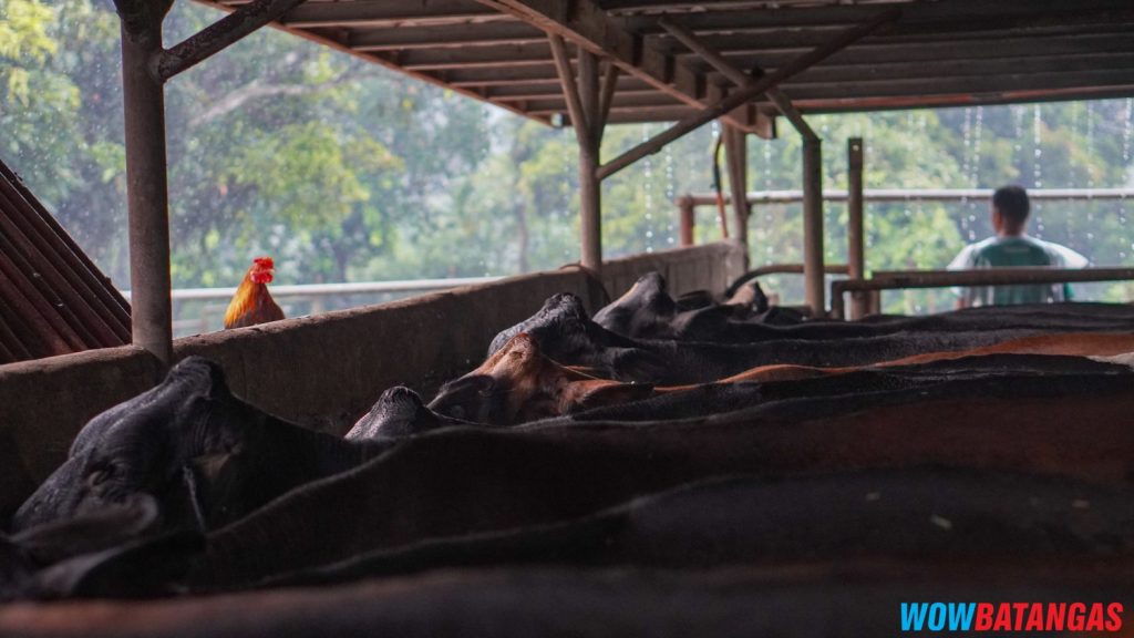 BADACO: Tulay ng Teknolohiya, Agrikultura at Komersyo | WOWBatangas.com ...