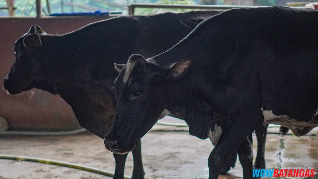 BADACO: Tulay ng Teknolohiya, Agrikultura at Komersyo | WOWBatangas.com ...