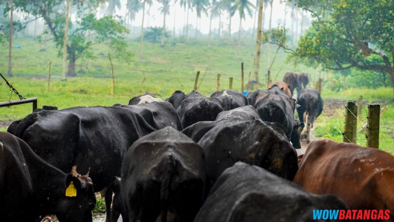BADACO: Tulay ng Teknolohiya, Agrikultura at Komersyo | WOWBatangas.com ...