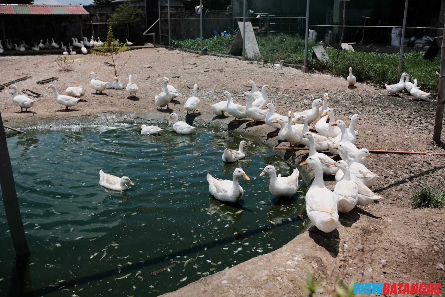 Freshest Agri and Livestock Produce Available at Padre Garcia’s Pick ...